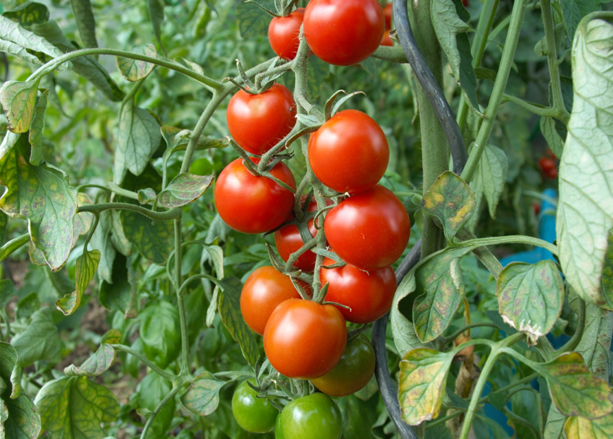 Tomate F1 veredelt , Tomate