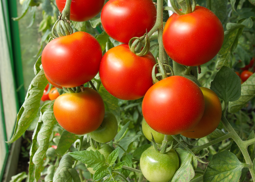 Tomate F1 veredelt , Tomate