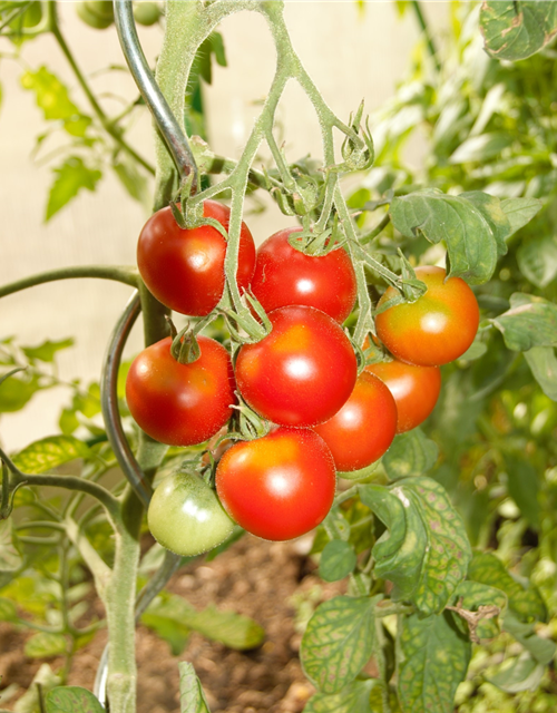 Tomate F1 veredelt , Tomate